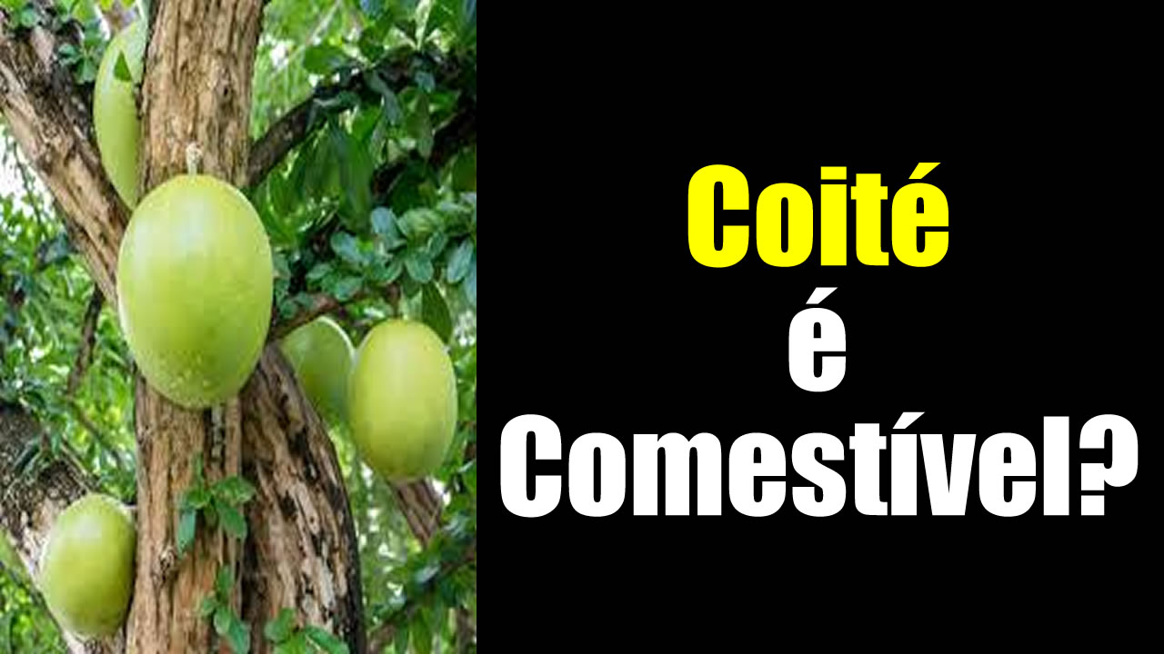 Coité é Comestível? - Dusite